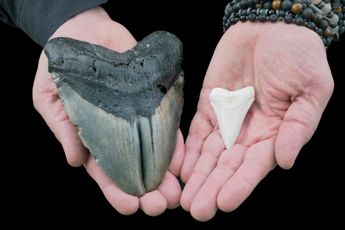 Spiritual Meanings of Shark Tooth (Symbolism Unveiled)