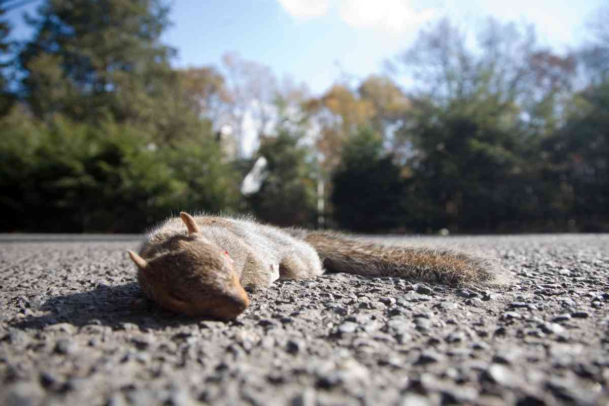 Spiritual Meanings of Running Over a Squirrel