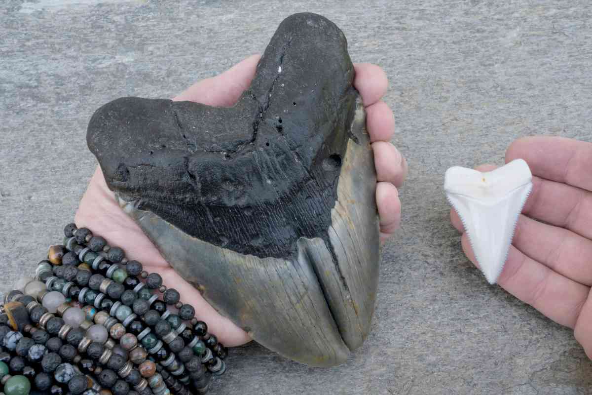 Spiritual Meanings of Shark Tooth (Symbolism Unveiled)