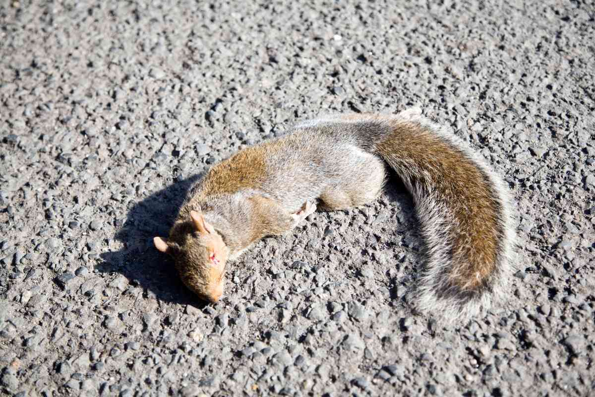 Spiritual Meanings of Running Over a Squirrel