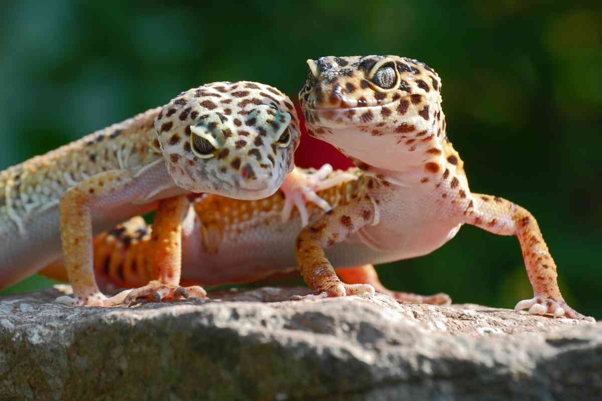 What Animal Represents Time? (11 Animals Associated with Time)