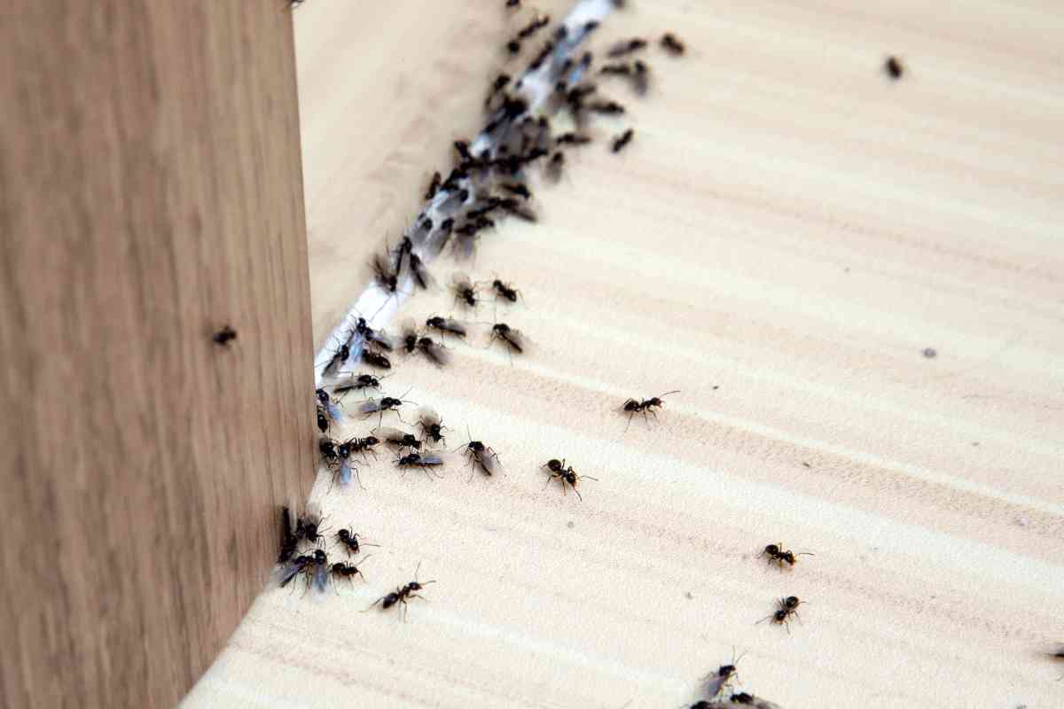 13 Spiritual Meanings of Ants in the House