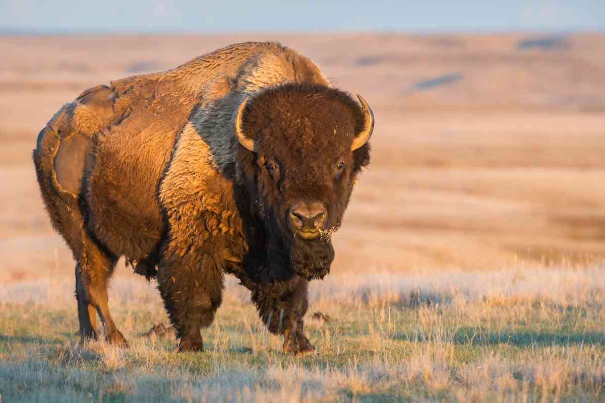 12 Animals that Represent Freedom (With Photos)