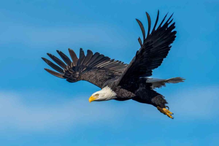 12 Animals that Represent Freedom (With Photos)