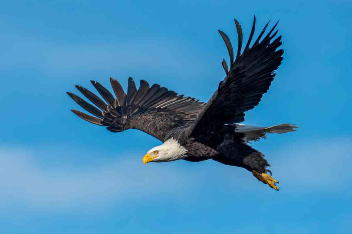 12 Animals that Represent Freedom (With Photos)