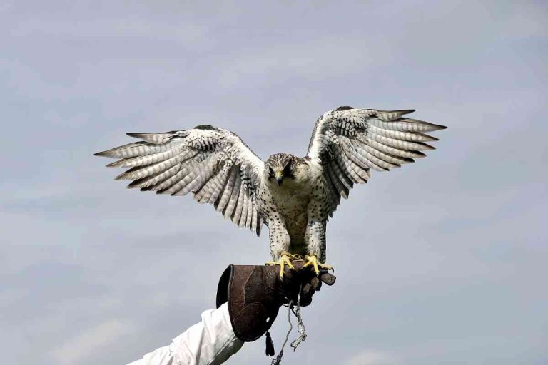 12 Animals that Represent Freedom (With Photos)