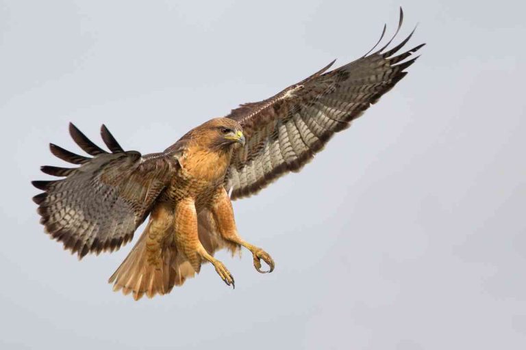 12 Animals that Represent Freedom (With Photos)