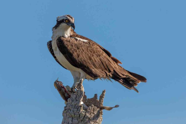 12 Animals that Represent Freedom (With Photos)