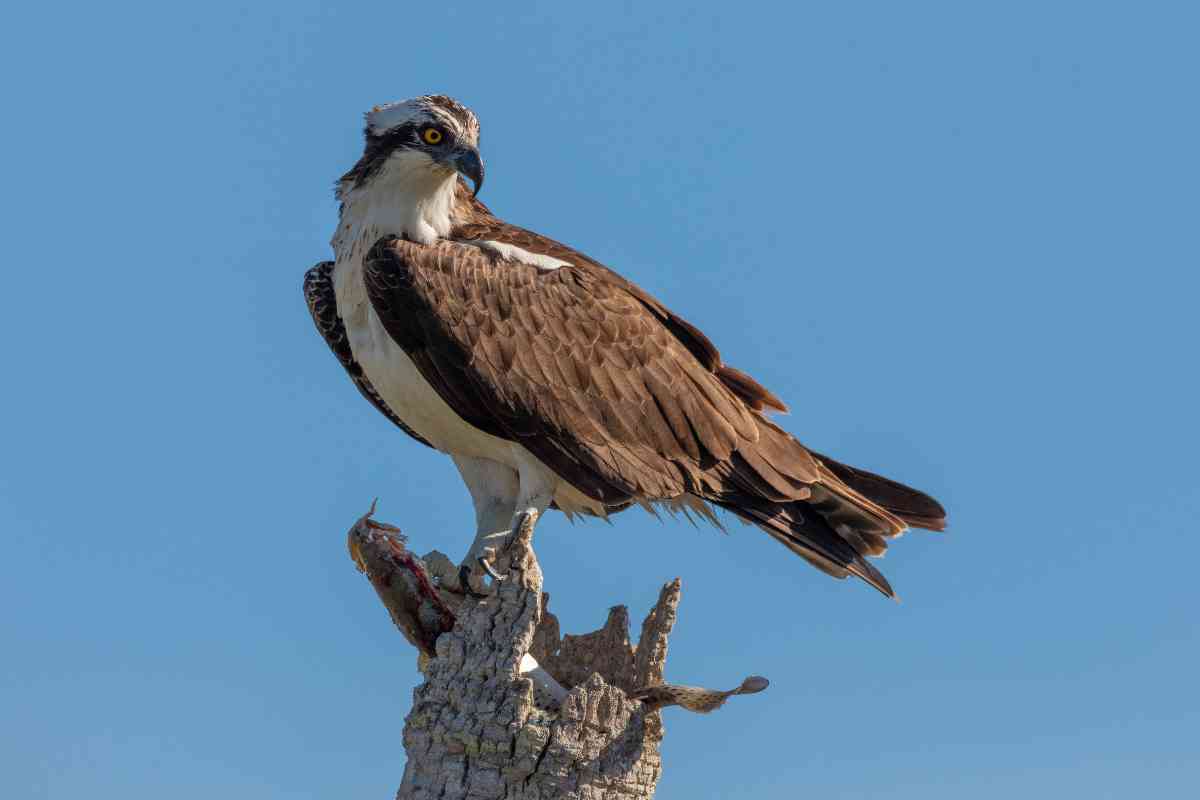 12 Animals that Represent Freedom (With Photos)