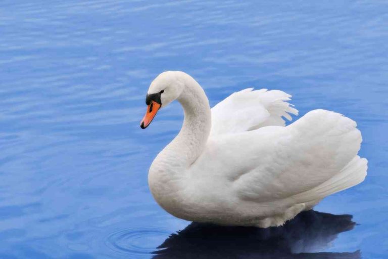 12 Animals that Represent Freedom (With Photos)