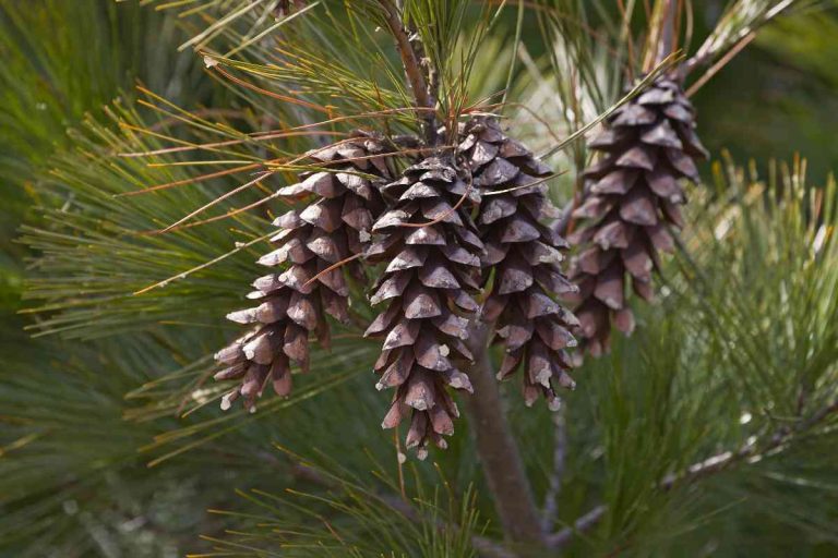 6 Spiritual Meanings of Pine Cones