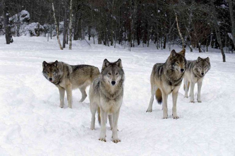 12 Animals that Represent Freedom (With Photos)