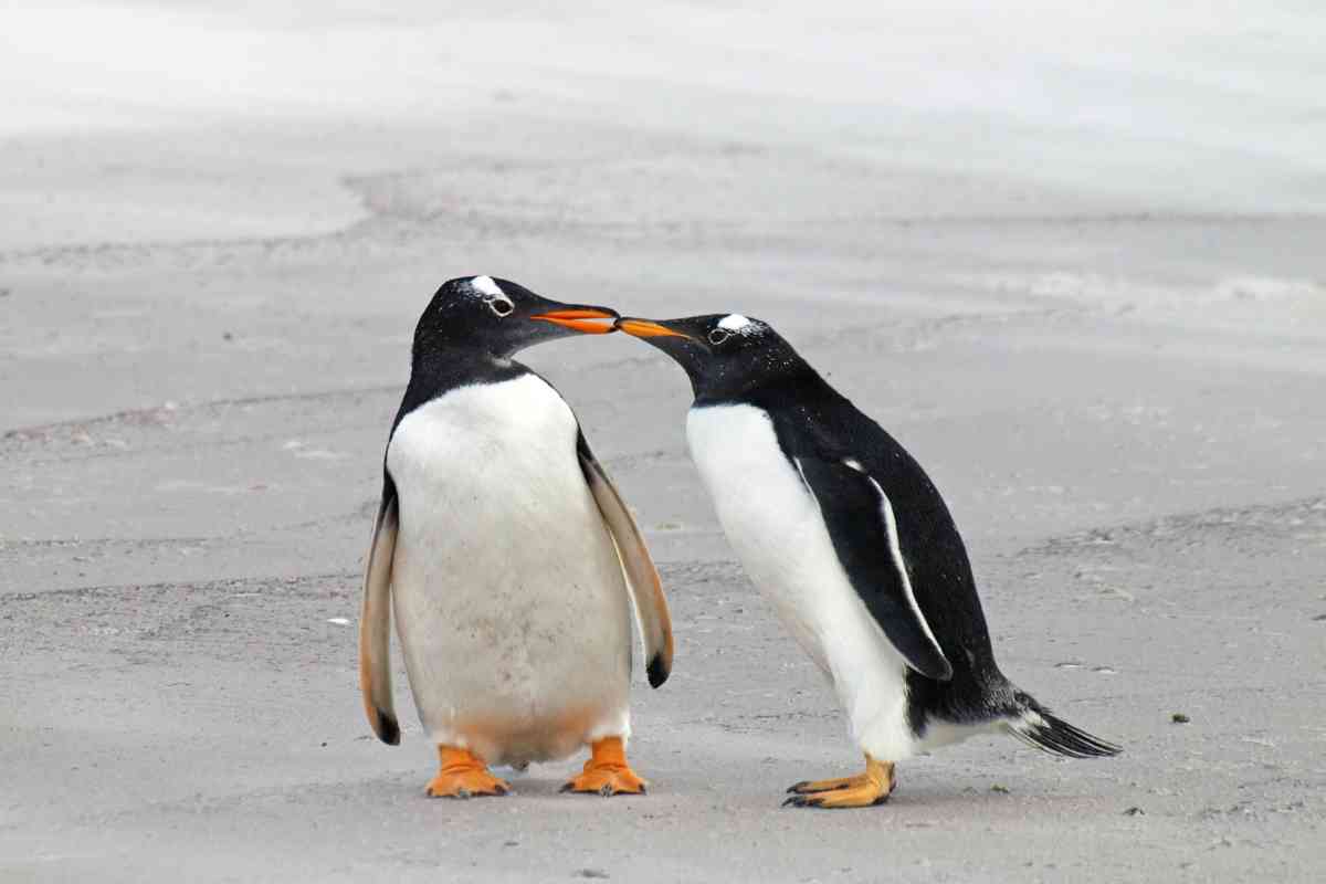 19 Beautiful Animals Associated with Love