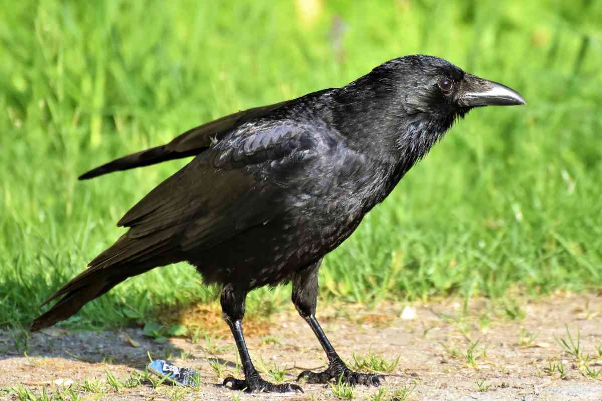 12 Surprising Animals Associated With Darkness